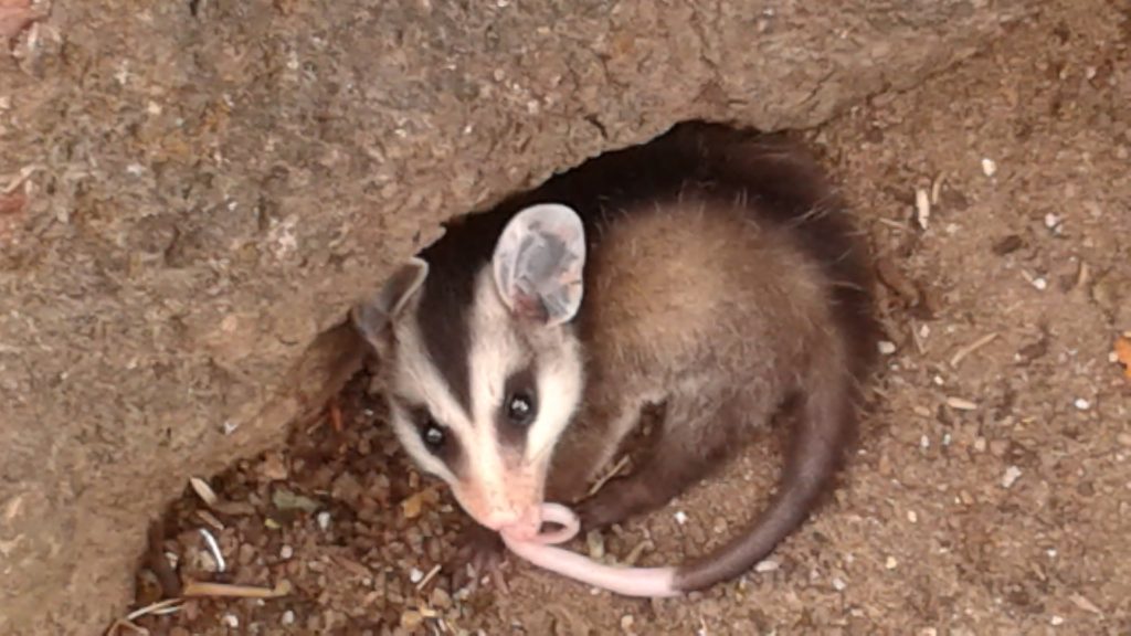 Não confunda rato com timbu, que é marsupial e semeador - #OxeRecife