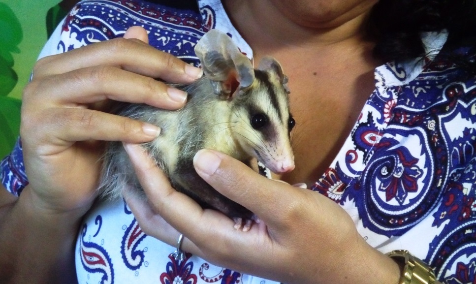 Carinho com timbu, primo do canguru - #OxeRecife
