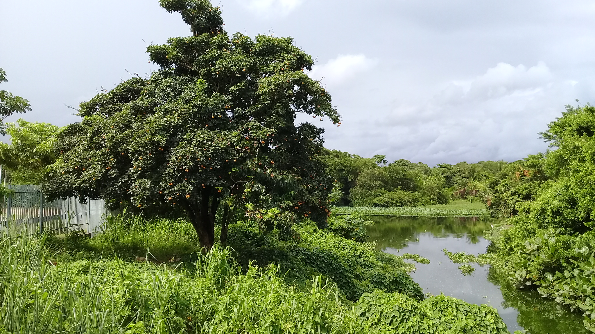 Tapiá, uma festa para os pássaros - #OxeRecife