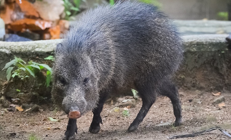 Catetos tentam casamento no Recife. Espécie é visada por caçadores - # ...